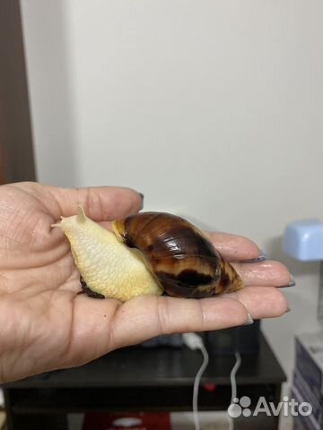 Улитка ахатина в добрые руки