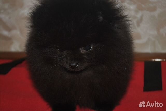 Шпиц - мальчик померанчик черного окраса