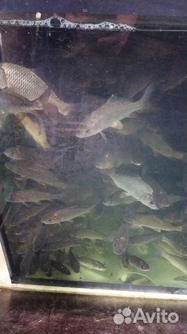 Карп в пруд