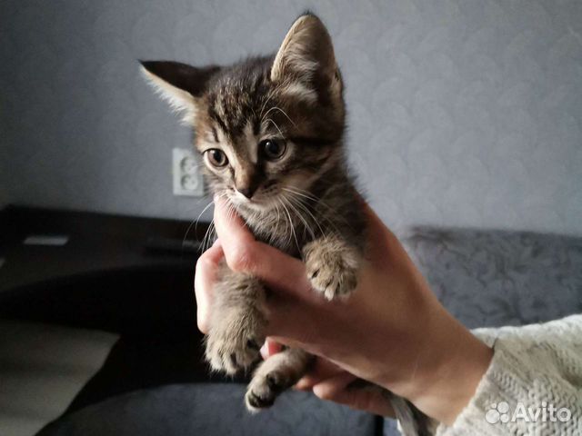 Кошечка в добрые руки