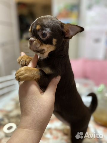 Эксклюзивная кроха Душечка