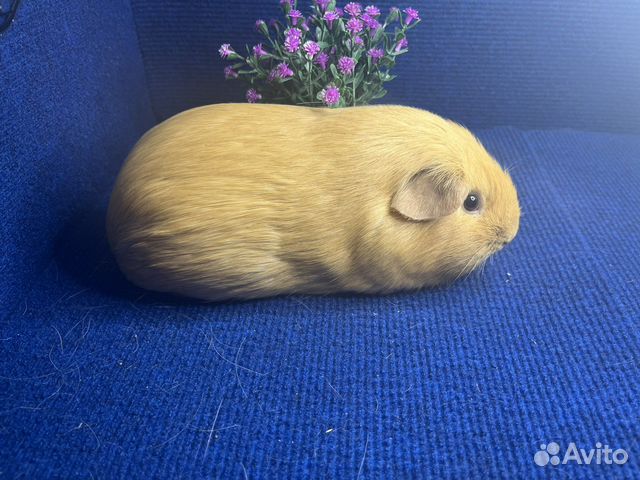 Морская свинка Английский селф