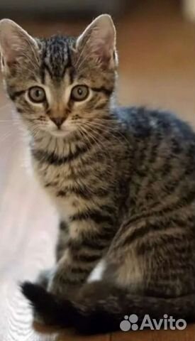 Кошка в дар бесплатно