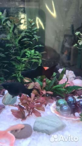 Малионезия сфенопс бархатная