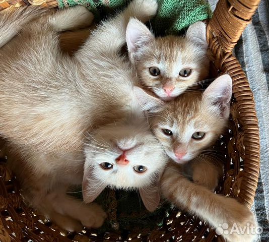 Ласковый котенок для вас