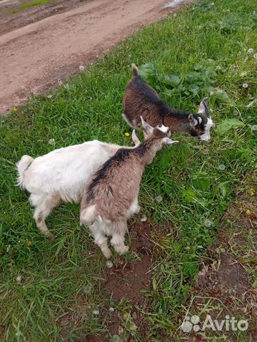 Продам козочек,6 козочек всем по 2-3 месяца