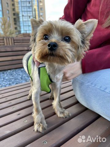 Йоркширский терьер