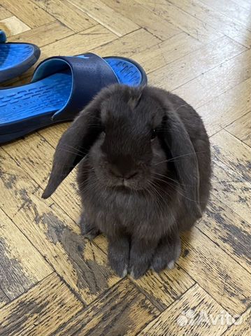 Декоративный кролик вислоухий