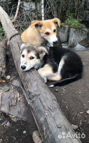 Щенки