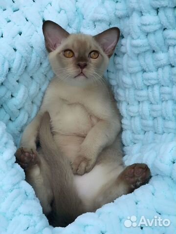 Бурманский малыш