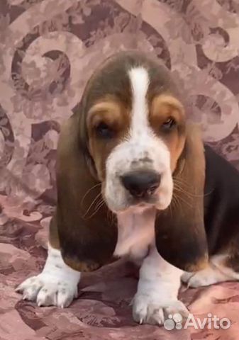 Бассет -хаунды