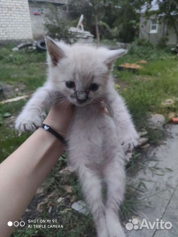 Вислоухие котята