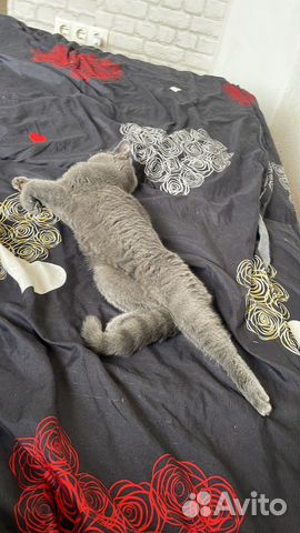 Продам британского котёнка 4 месяца