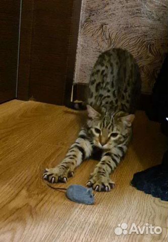 Тишруша бенгальских кровей ищет дом