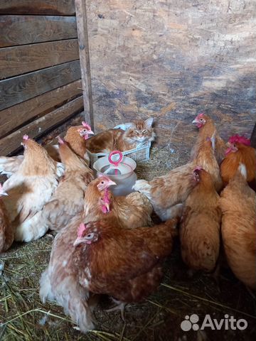 Мини мясные курочки