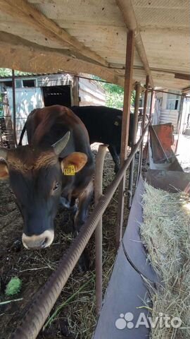 Быки на мясо 14 месяцев