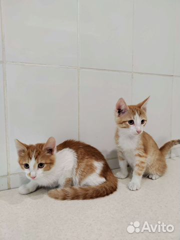 Котятки