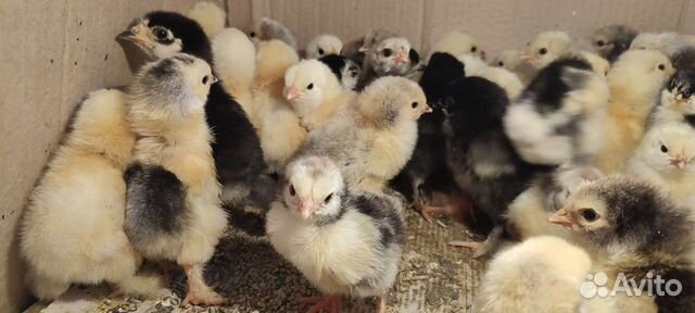 Цыплята суточные недельные