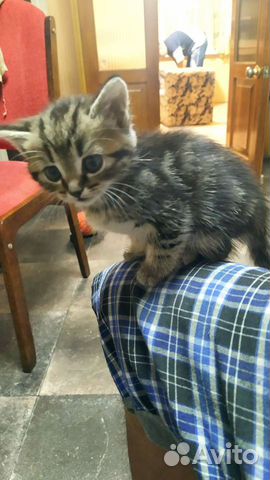 Ангорские котята 1000