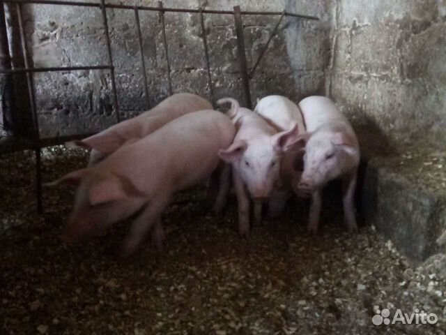 Поросята