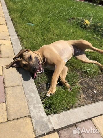 Собака в добрые руки