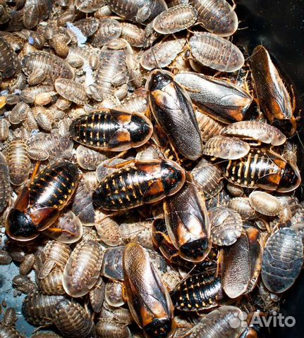 Аргентинские тараканы