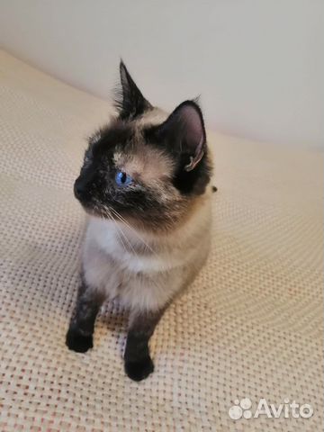 Стерилизованная, привитая Кира ищет дом