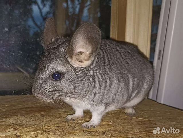 Шиншилла