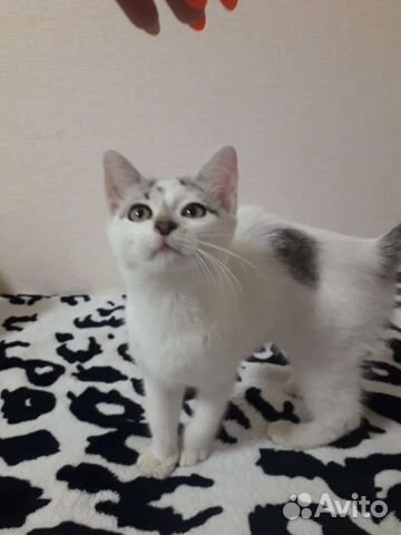 В добрые руки