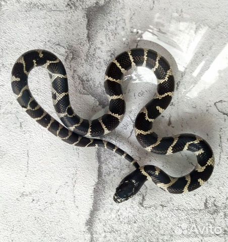 Калифорнийские змеи, малыши 2022