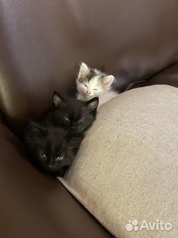 Котята, три булочки