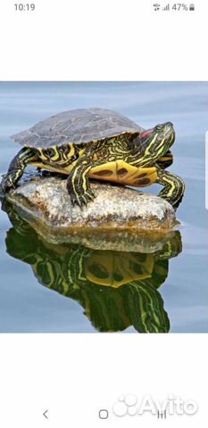 Красноухая черепаха