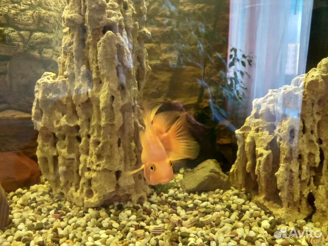 Рыба Красный Попугай