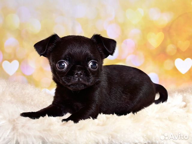 Мини брабансон - Черная Девочка (ок. 3,5 кг)