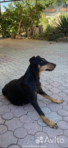 Щенки Немецкий ягдтерьер