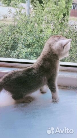 Британские котята