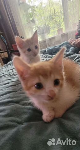 Котята