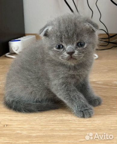 Британские котята