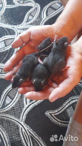 Крысята дамбо рекс