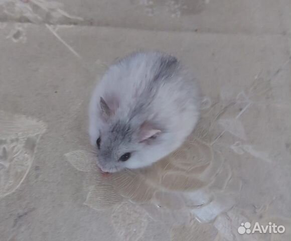 Хомяки джунгарики девочка