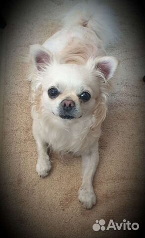 Вязка кобель чихуахуа