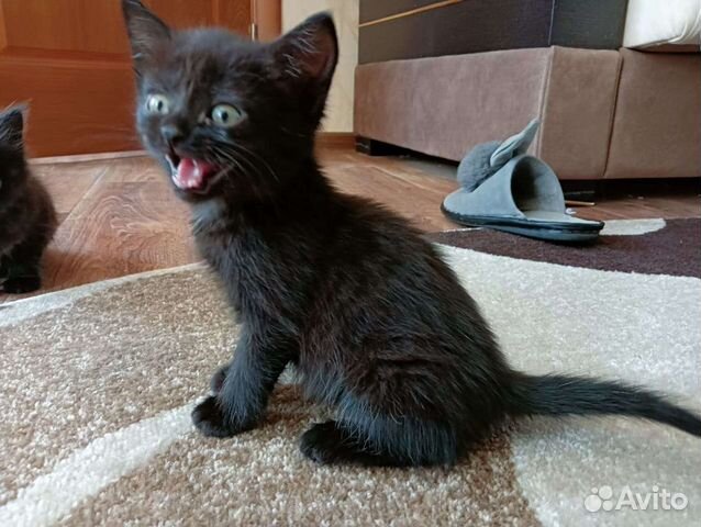 Кошки в добрые руки бесплатно