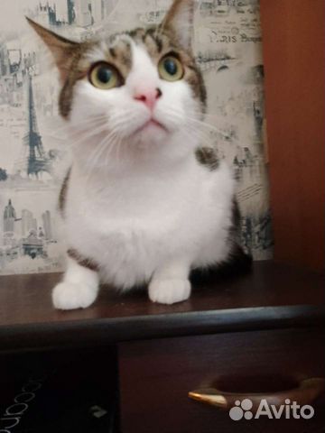 Ласковый котик бесплатно