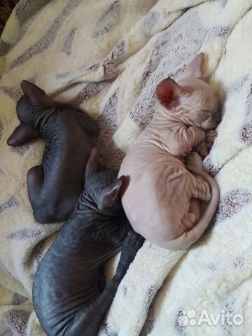 Донской сфинкс котята