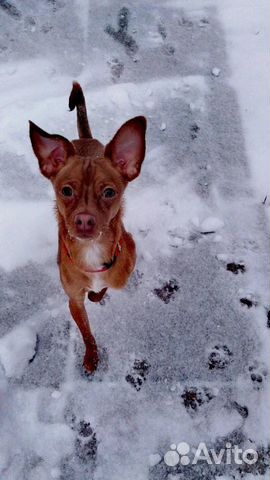 Русский той-терьер вязка