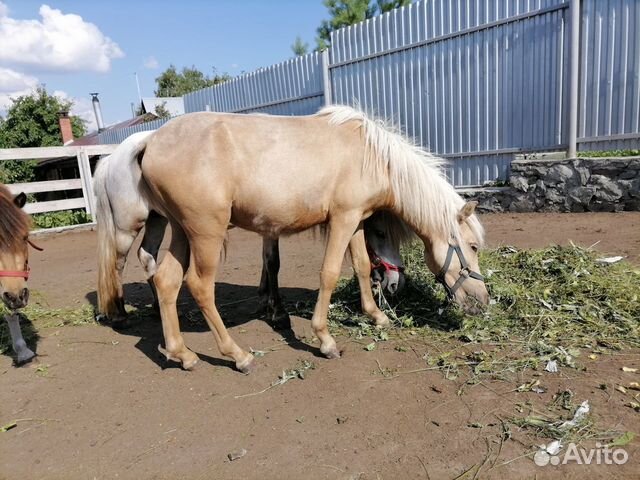 Племенной пони жеребчик