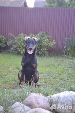 Босерон щенки