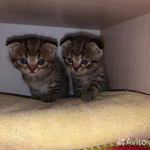 Котятки
