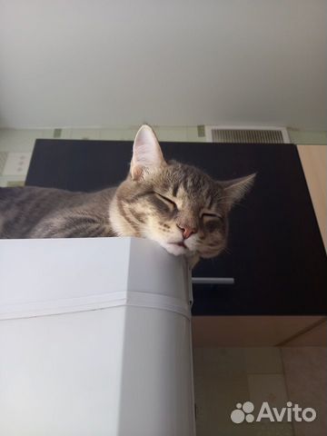 Отдам котика в добрые руки