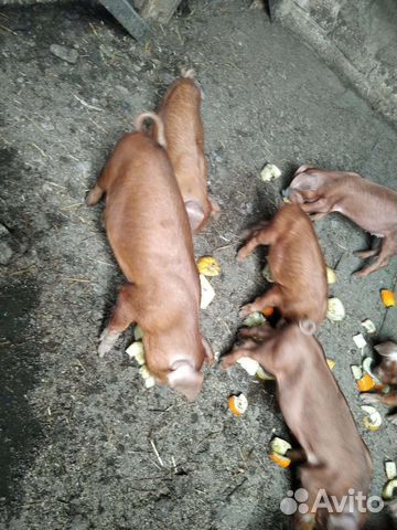 Поросята дюрок